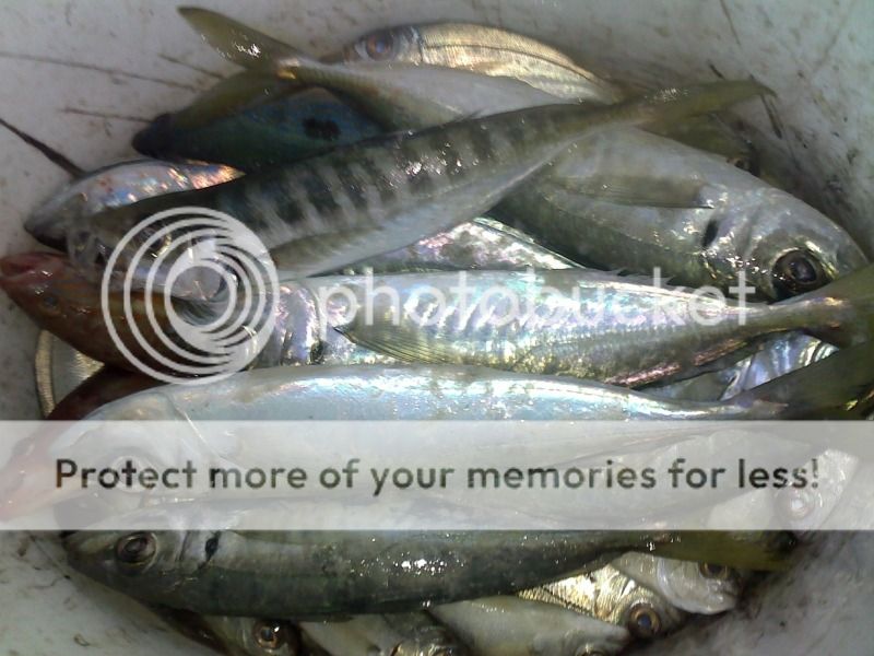 Pogledaj temu - Šuri (šnjuri, šaruni...)