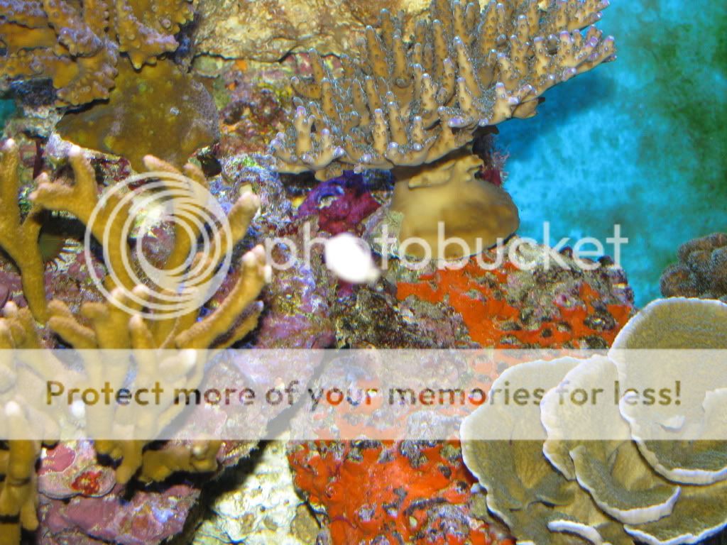 small abalone - Reef Central Online Community