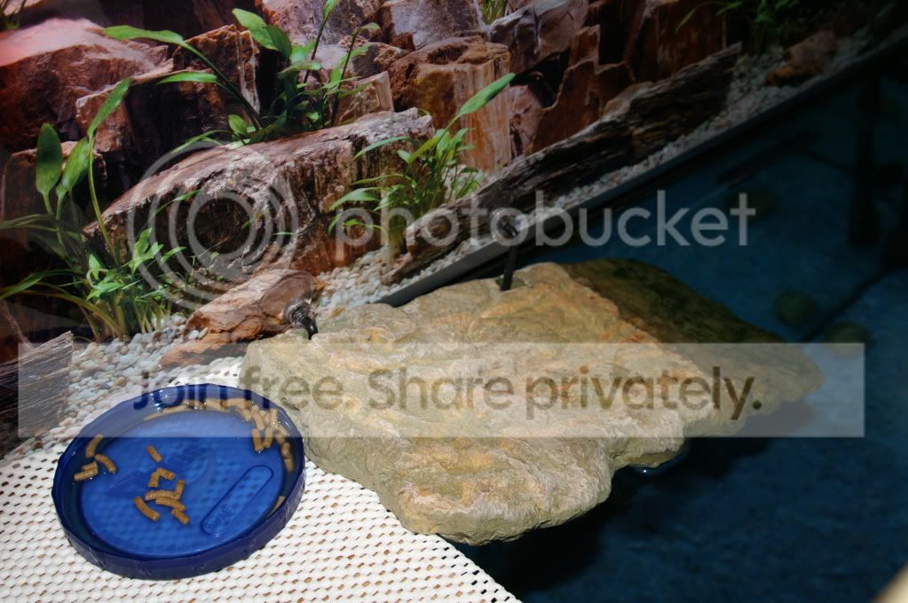 Redearslider.com :: View topic - POST YOUR BASKING AREA PICTURES HERE